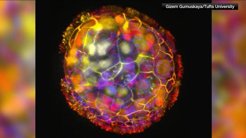 Tiny living robots made from human cells surprise scientists Tiny living robots made from human cells surprise scientists